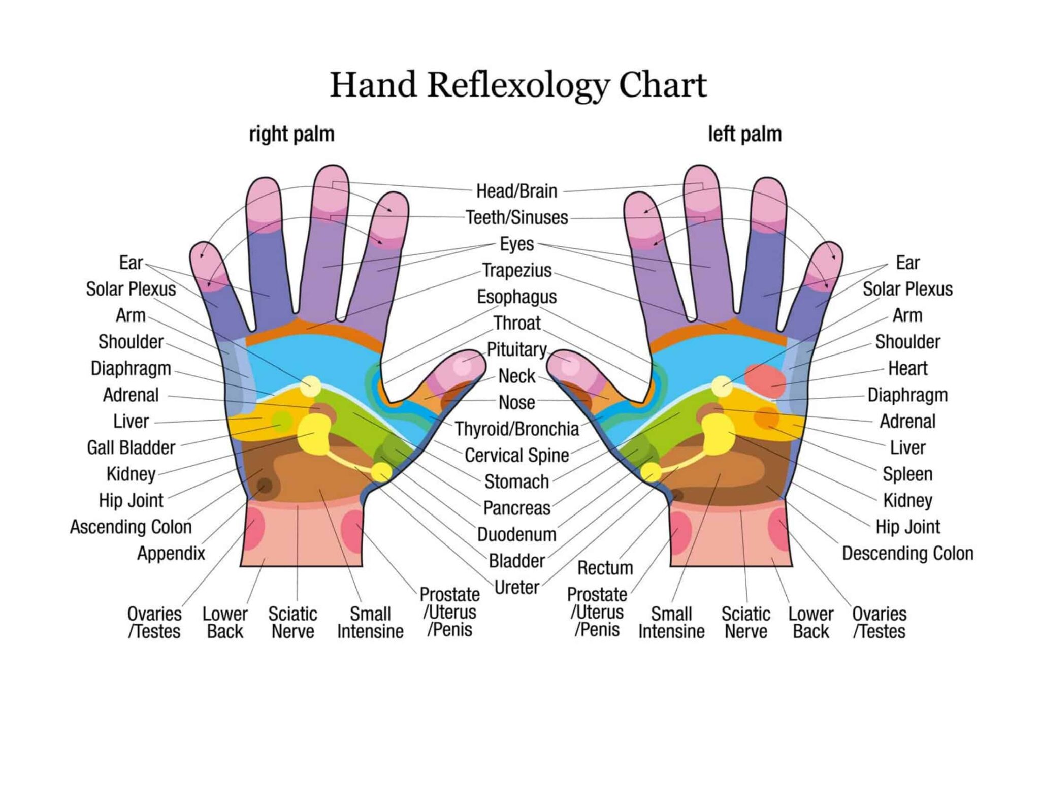 Free Printable Reflexology Chart - Free Printable Chart