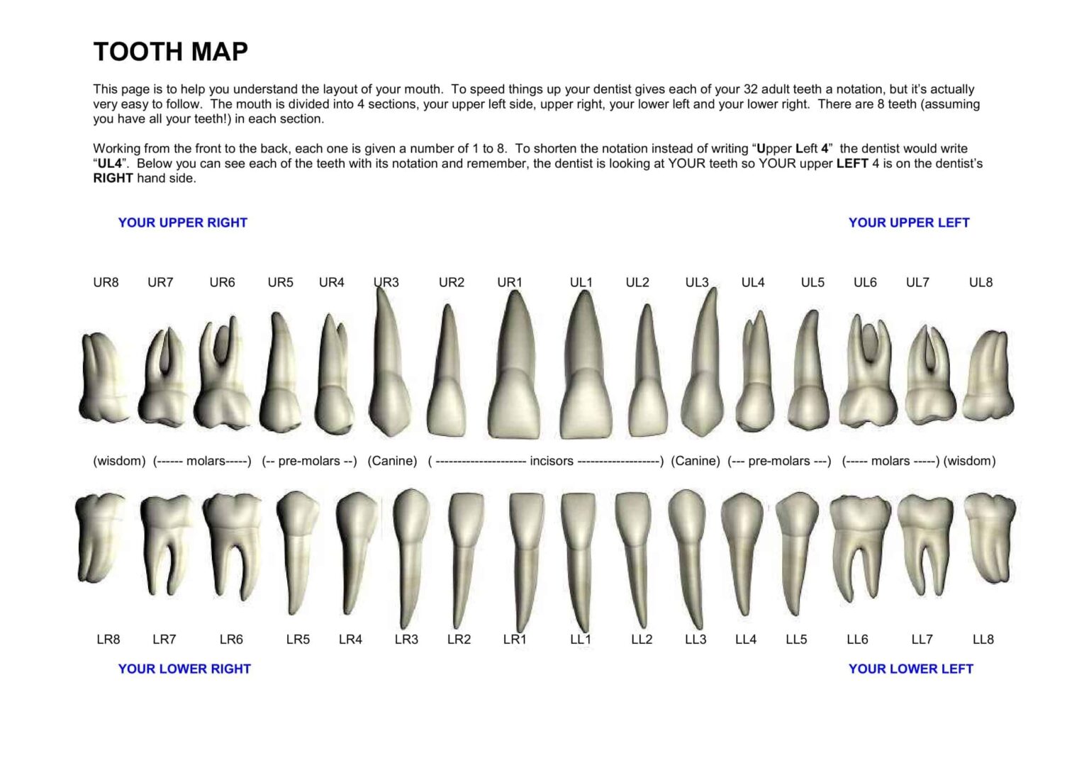 Printable Tooth Chart With Numbers - Free Printable Chart