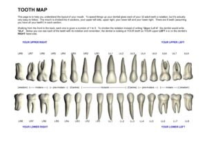 Printable Tooth Chart With Numbers - Free Printable Chart