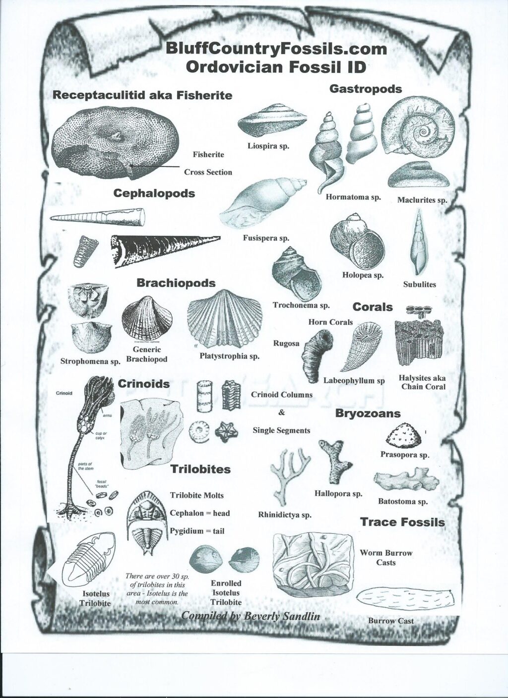 Printable Fossil Identification Chart - Free Printable Chart