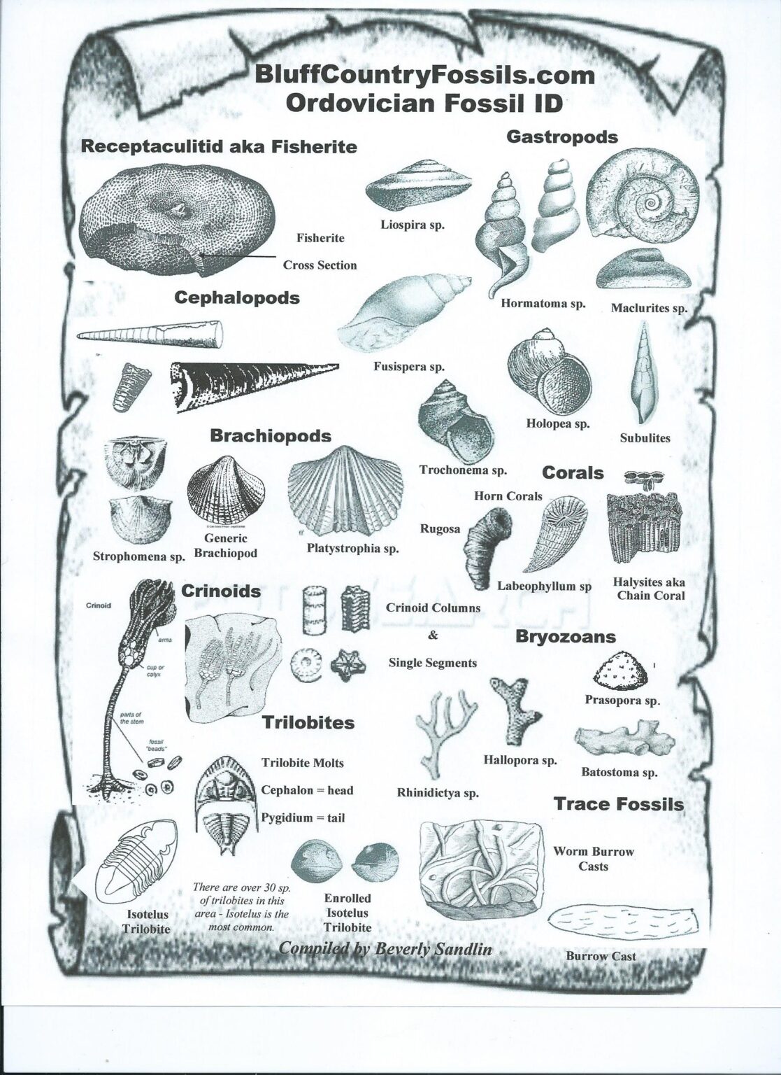 Printable Fossil Identification Chart - Free Printable Chart