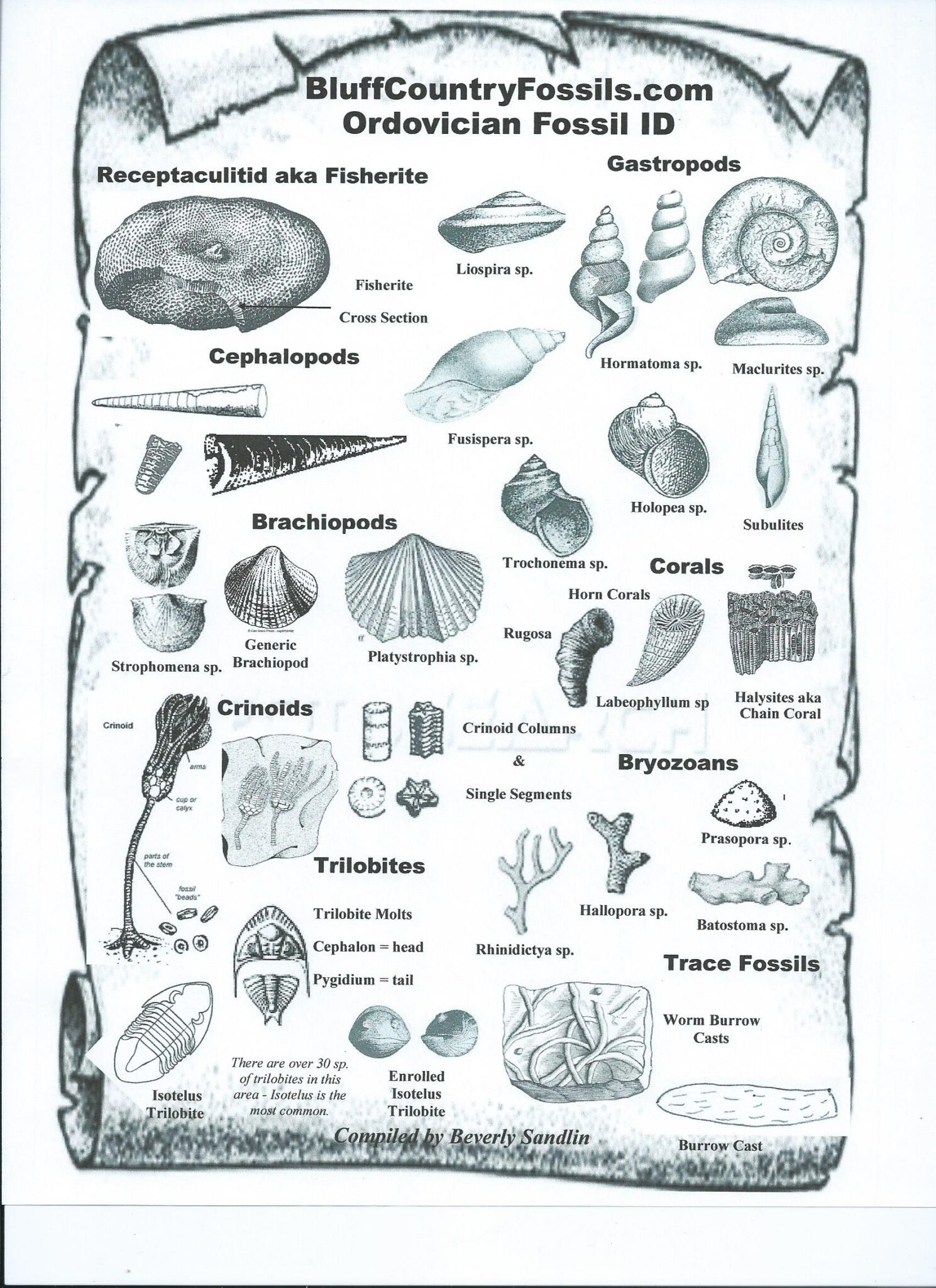 Printable Fossil Identification Chart - Free Printable Chart