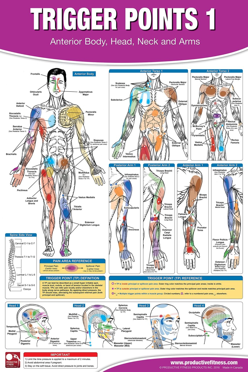 Printable Trigger Point Chart - Free Printable Chart