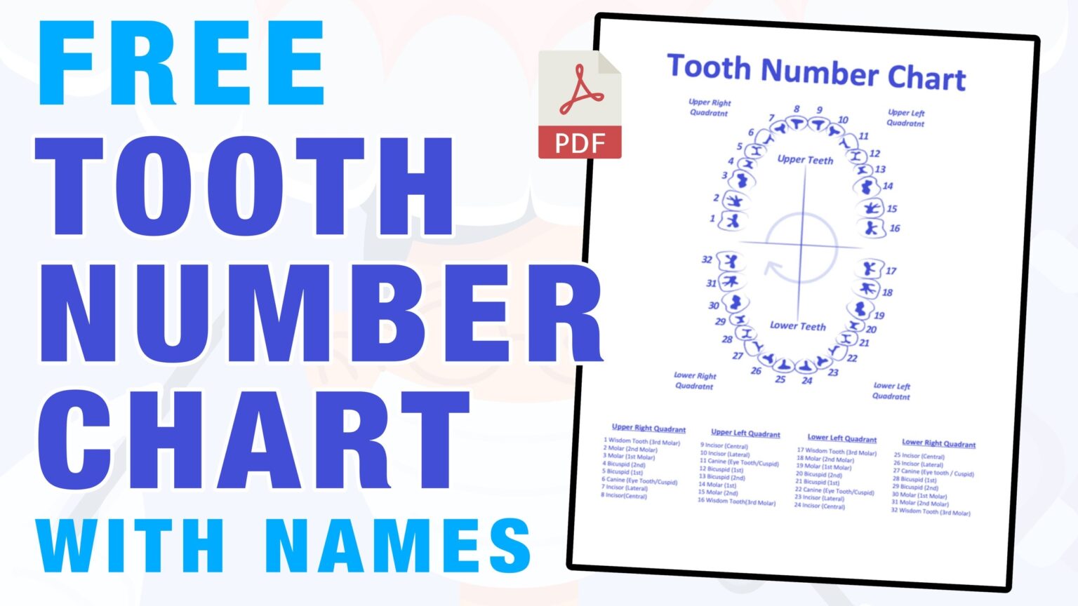 Tooth Number Chart Printable - Free Printable Chart